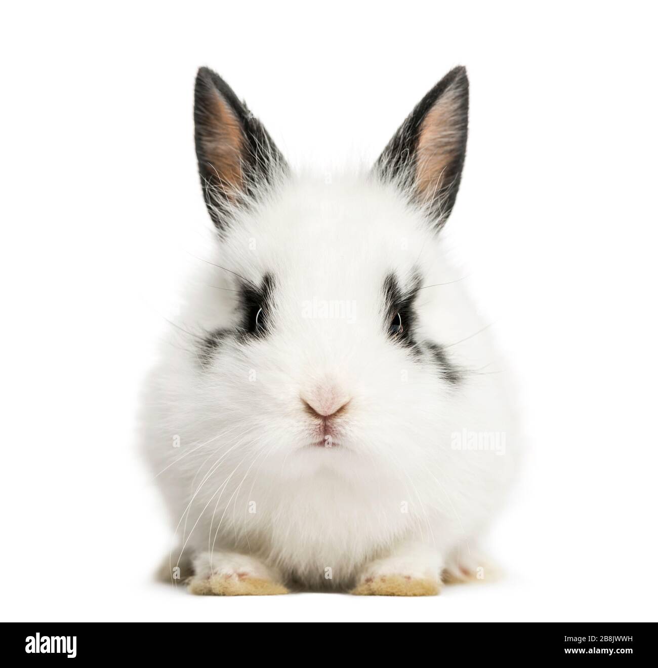 White rabbit sitting, isolated on white Stock Photo - Alamy