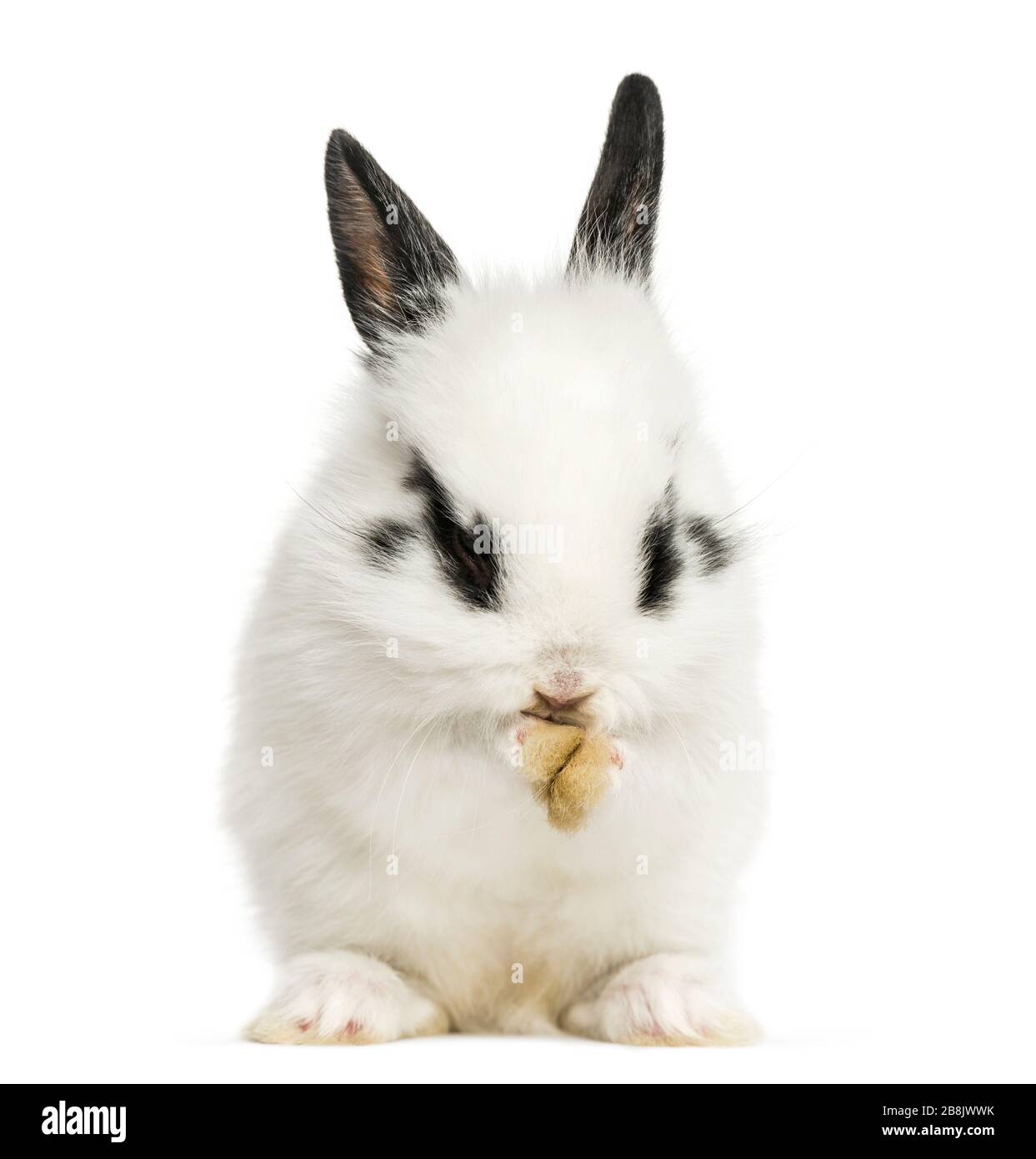 Rabbit washing hi-res stock photography and images - Alamy