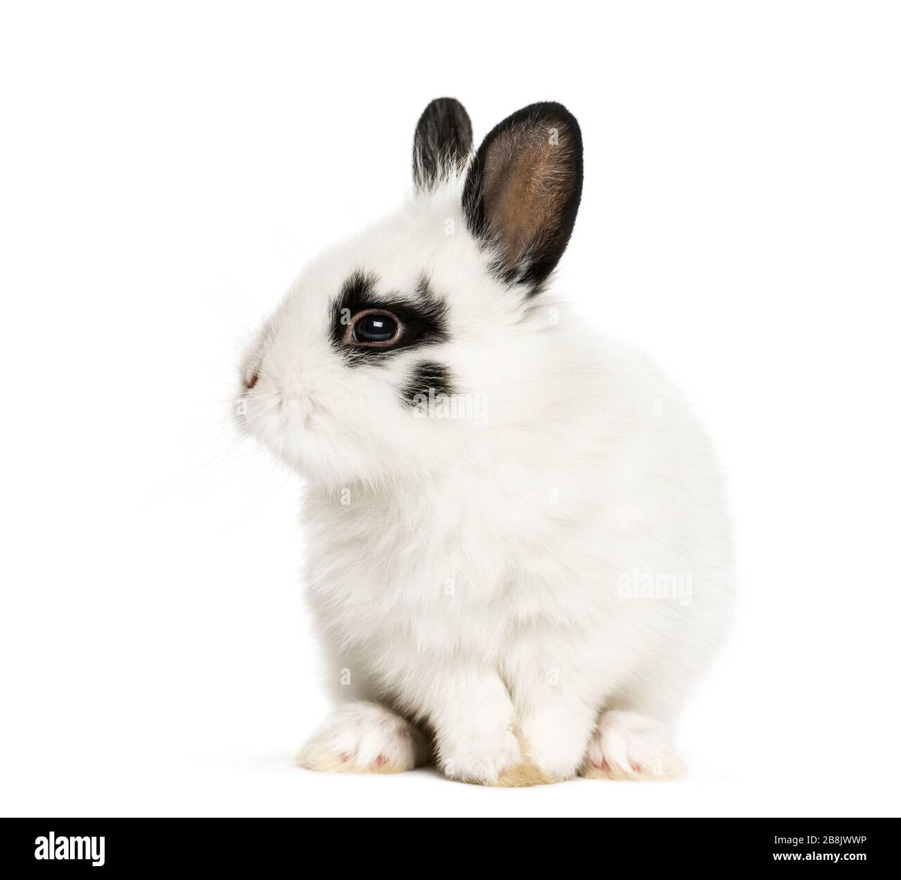 White rabbit sitting, isolated on white Stock Photo - Alamy