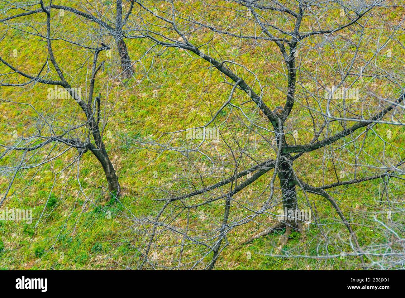 Leaveless Tree High Resolution Stock Photography and Images - Alamy