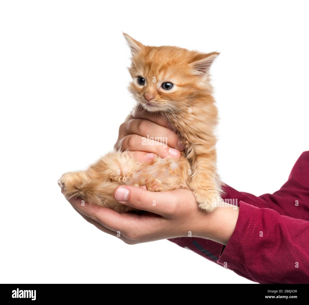 Human animal hold hands hi-res stock photography and images - Alamy