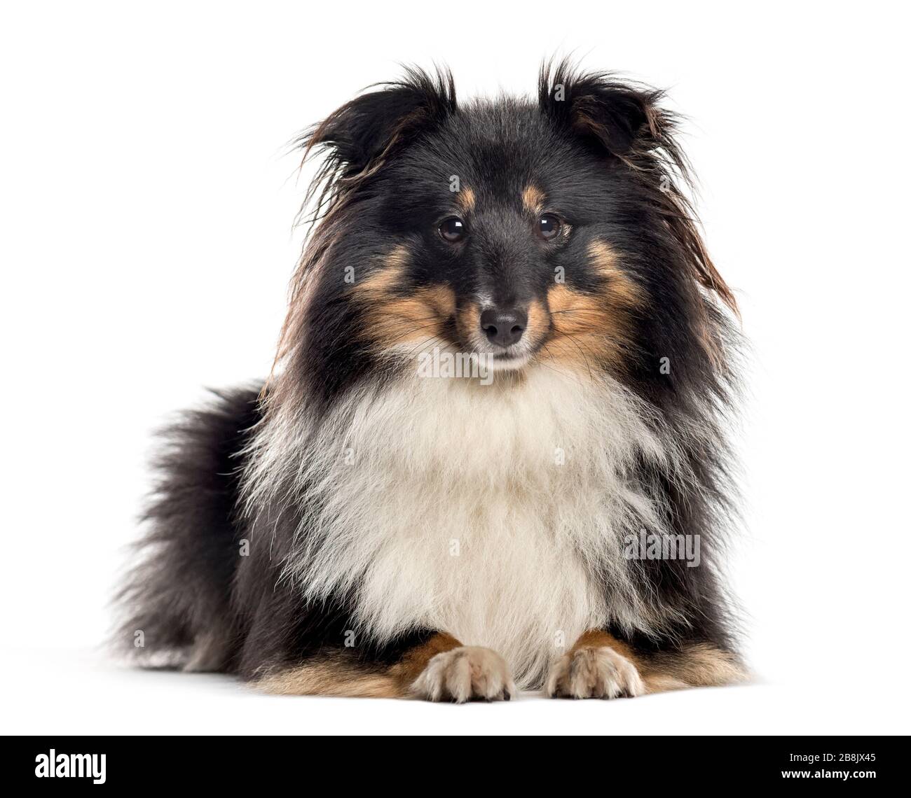 Sheltie years old shetland sheepdog hi-res stock photography and images ...