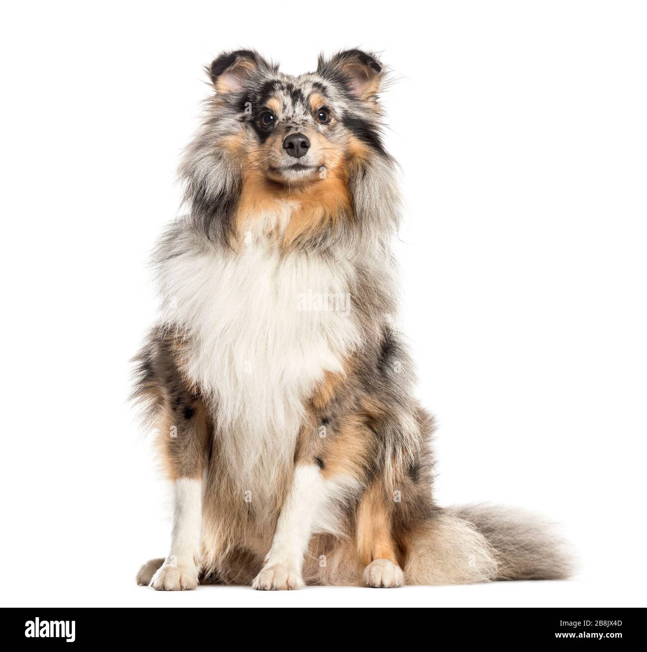 Sheltie years old shetland sheepdog hi-res stock photography and images ...