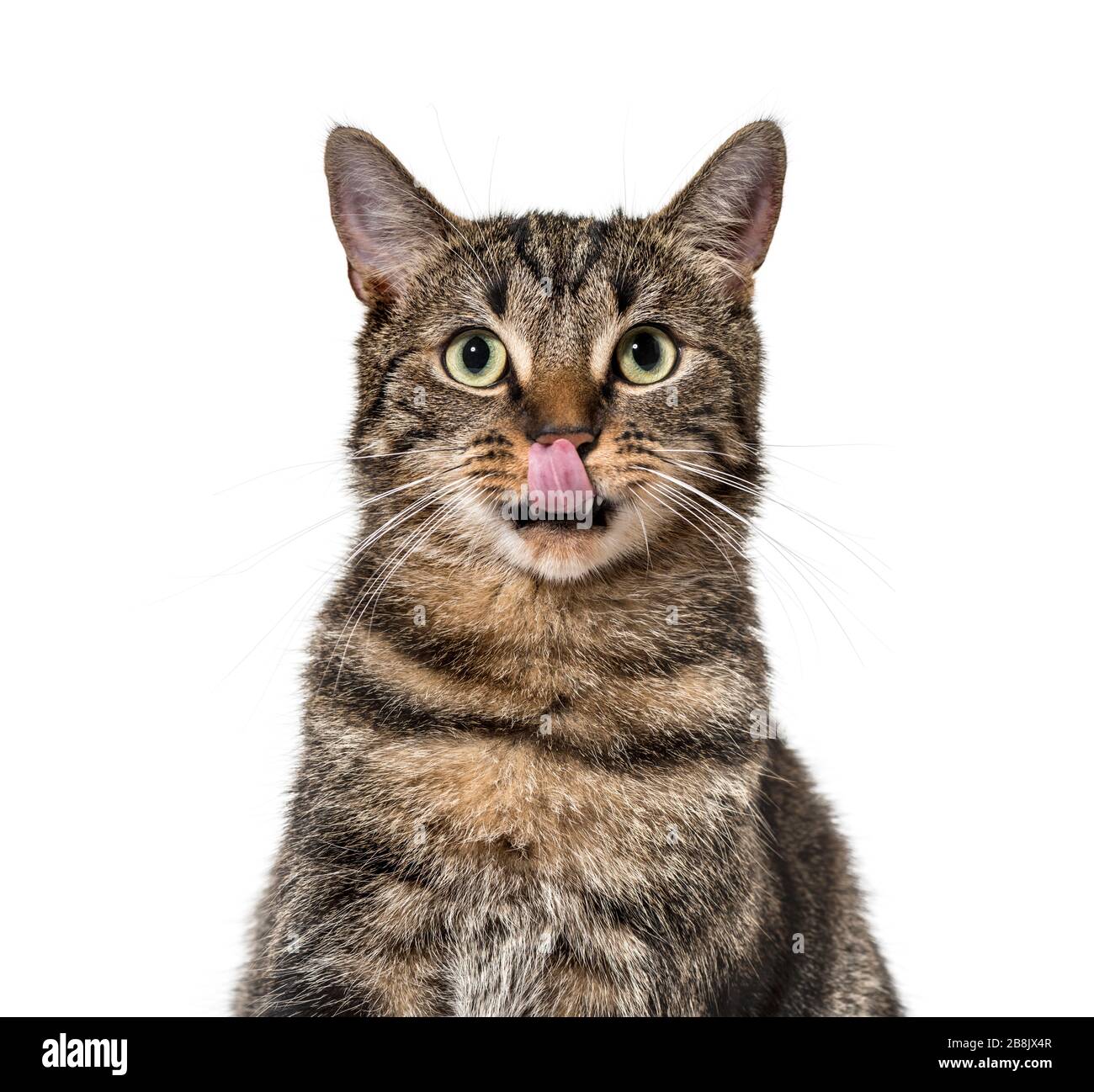 Cat licking lips mouth hi-res stock photography and images - Alamy