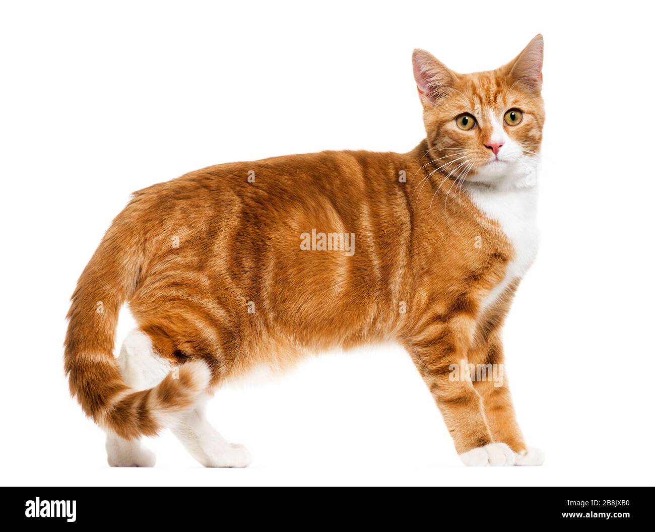 side view of a Ginger mixed-breed cat standing, isolated on white Stock ...