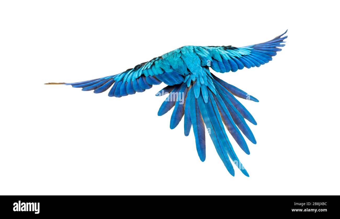 rear view of a blue-and-yellow macaw, Ara ararauna, flying, isolated ...