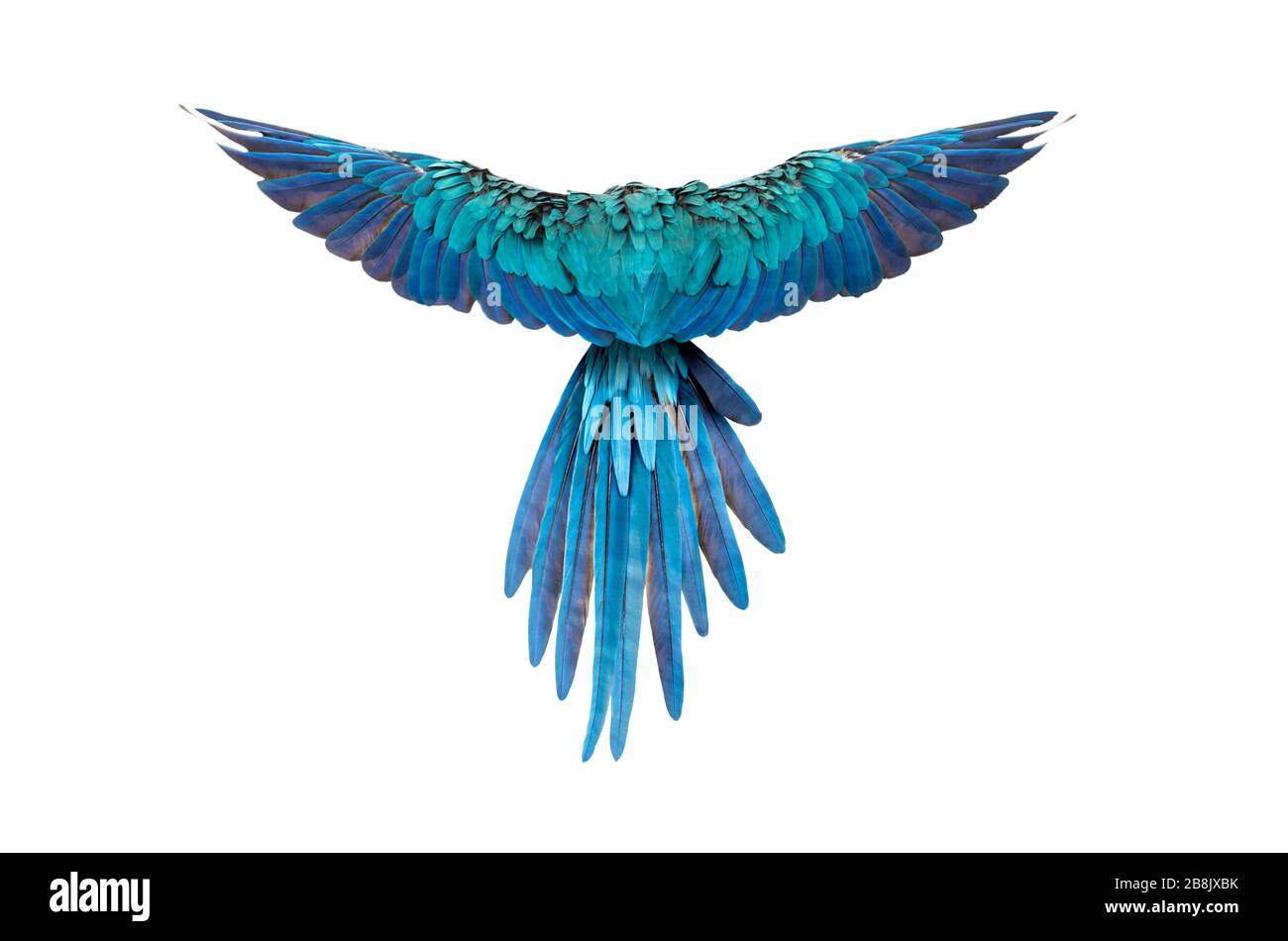 rear view of a blue-and-yellow macaw, Ara ararauna, flying, isolated ...