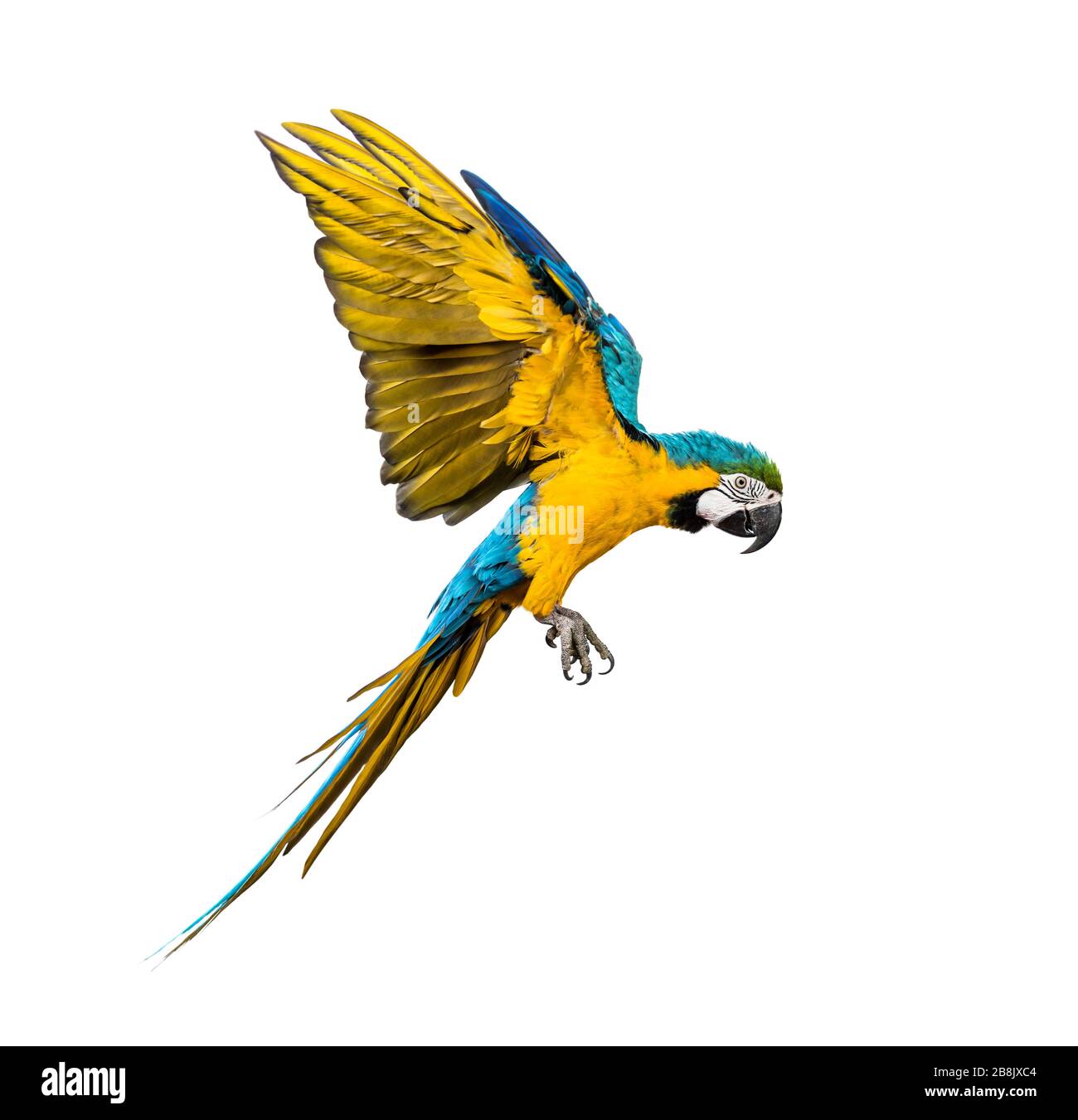 Side view of a blue-and-yellow macaw, Ara ararauna, flying, isolated ...