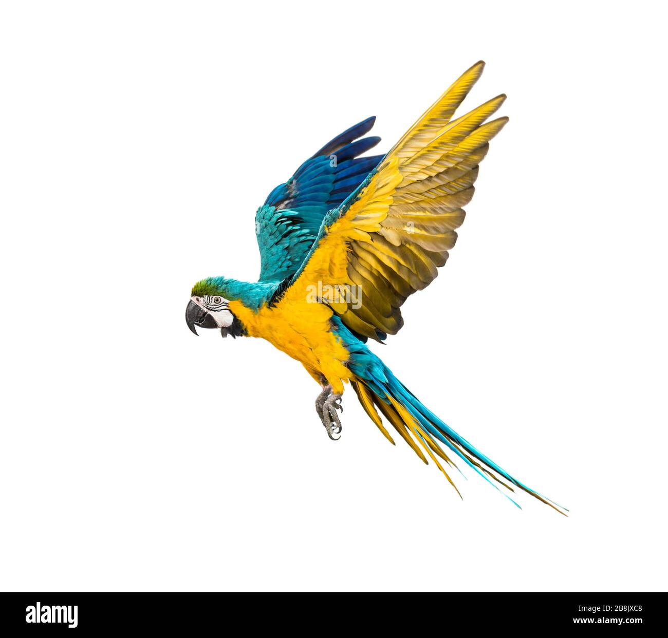 Side view of a blue-and-yellow macaw, Ara ararauna, flying, isolated ...