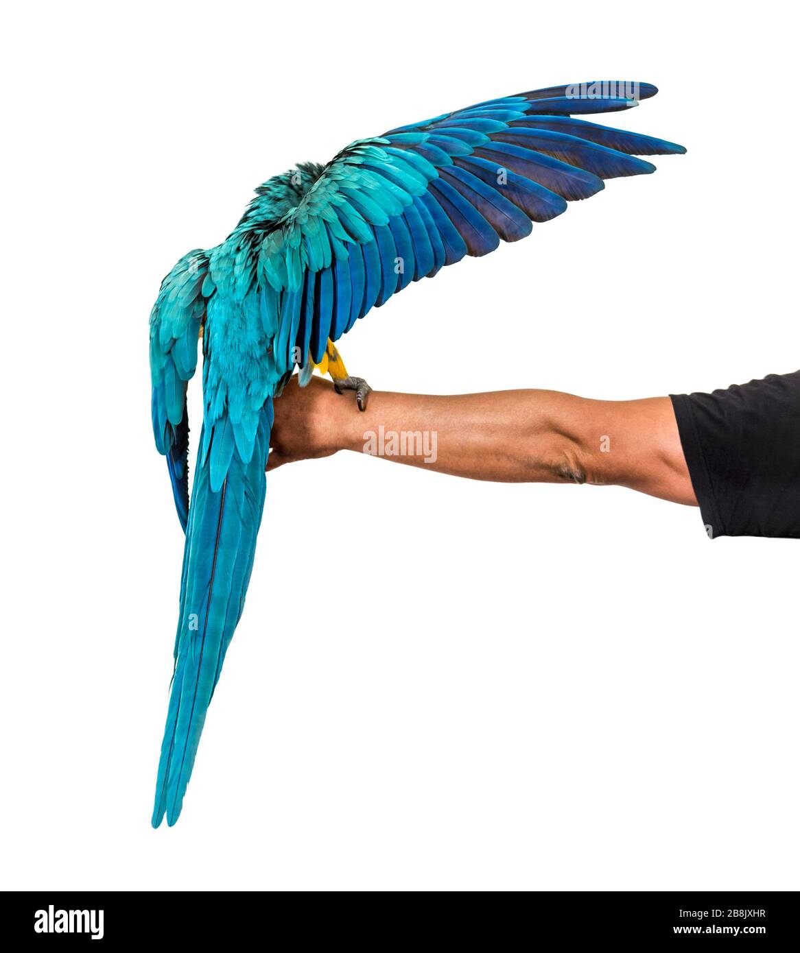 rear view of a blue-and-yellow macaw, Ara ararauna, flying, isolated ...