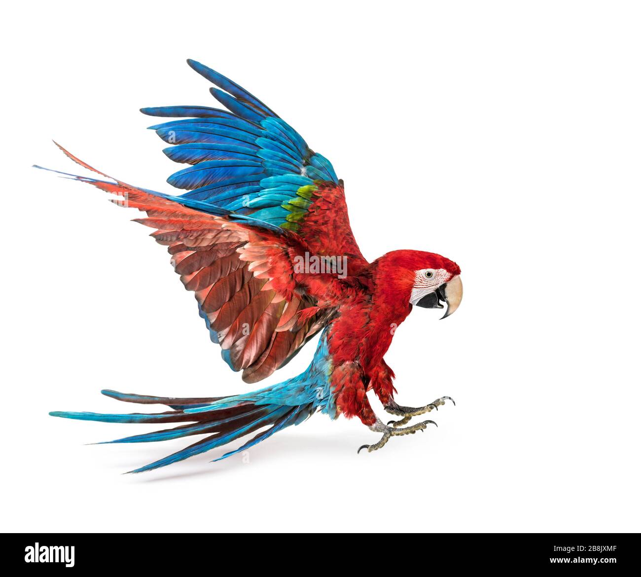 Green-winged Macaw, Ara chloropterus, landing in front of white Stock ...