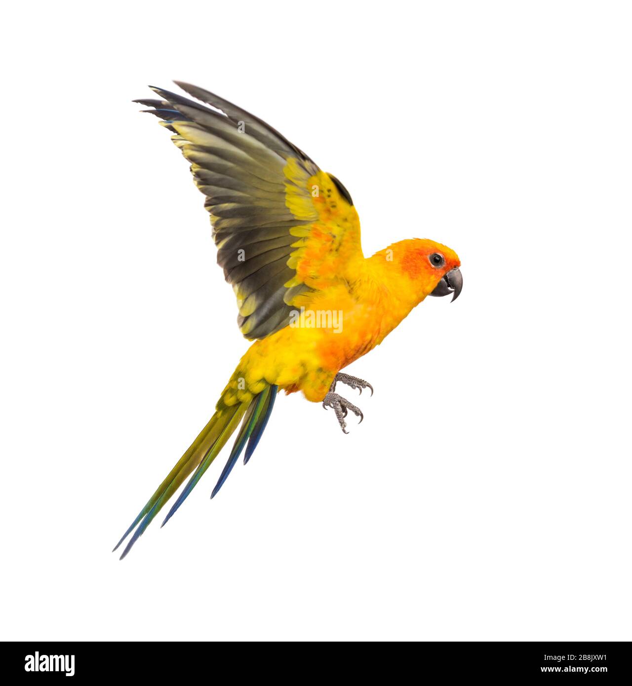 Sun Conure Parrot Flying