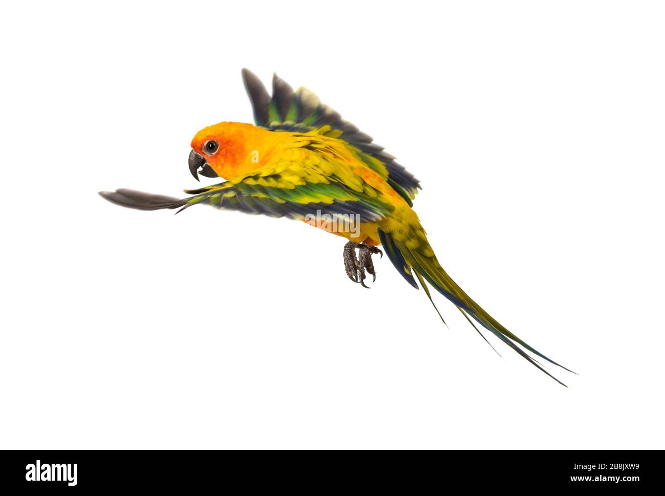 Sun parakeet hi-res stock photography and images - Alamy