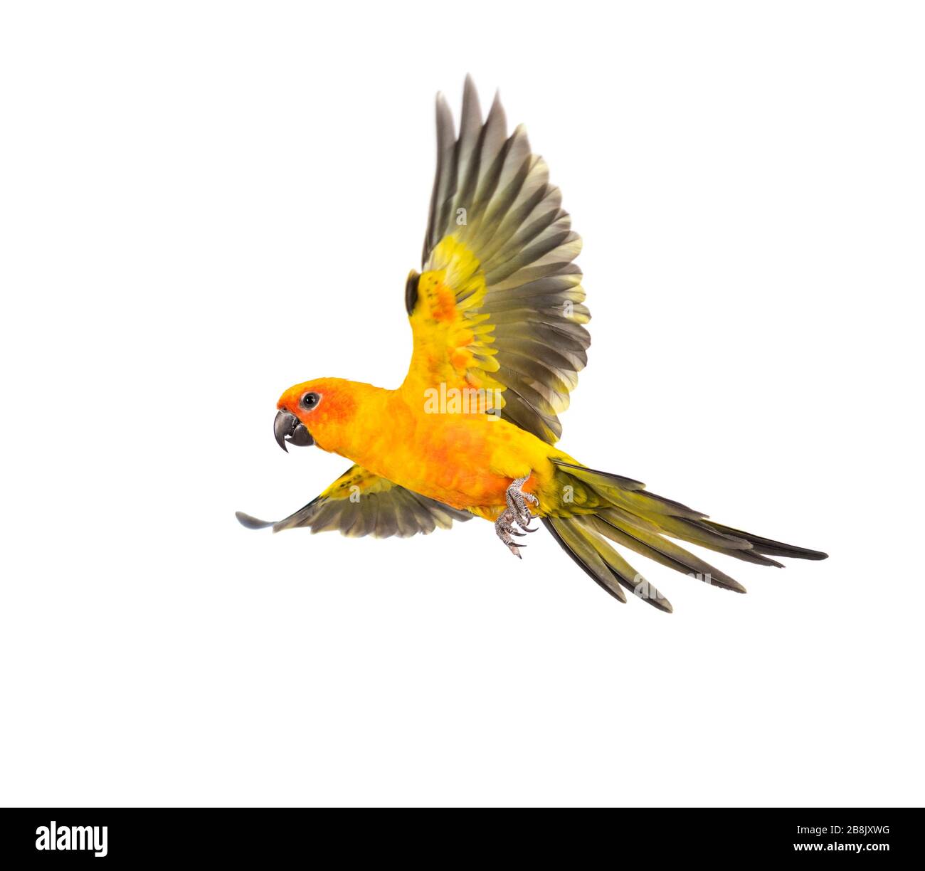 Sun Conure Parrot Flying