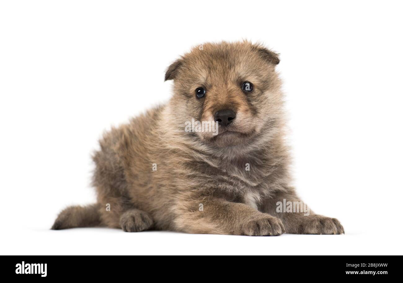 Young Mongolian wolf, or grey wolf, one month old, isolated Stock Photo ...