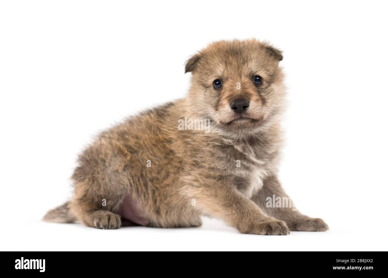 Grey wolf cut out hi-res stock photography and images - Alamy