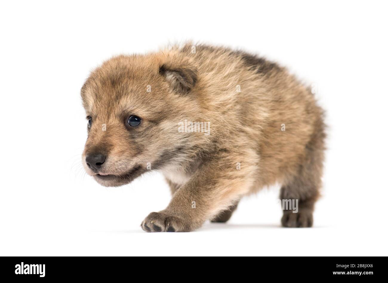 Grey wolf Cut Out Stock Images & Pictures - Alamy