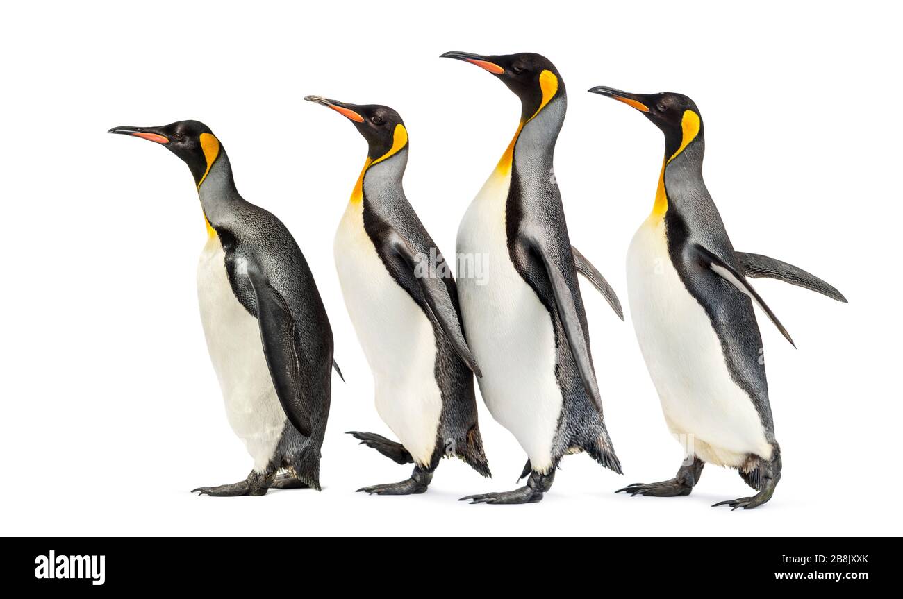 group of King penguins walking in a row, isolated Stock Photo - Alamy