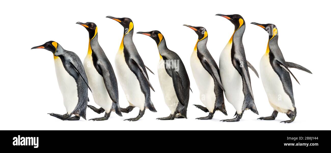 Penguins are a group of aquatic hi-res stock photography and images - Alamy