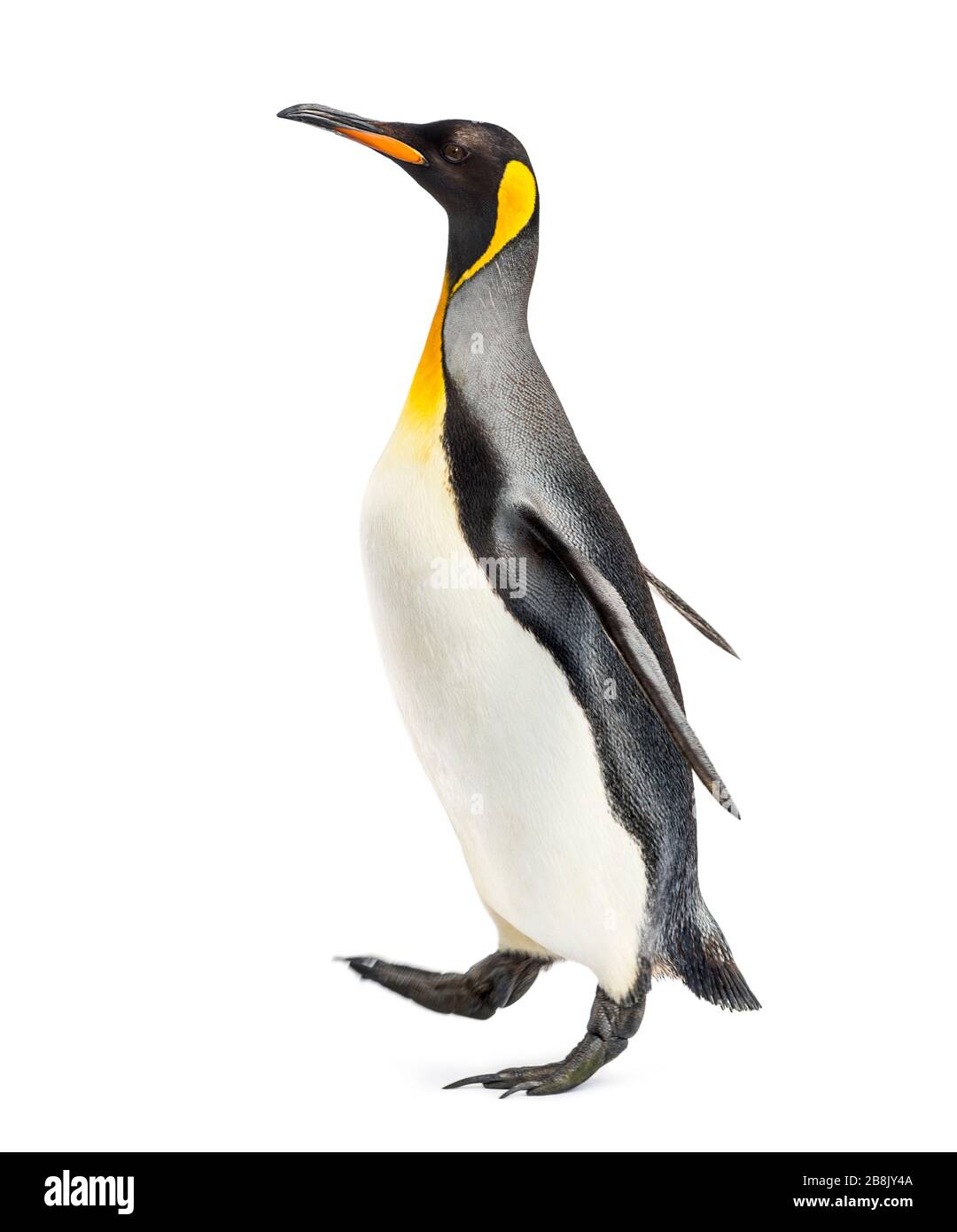 Side view of a king penguin walking, isolated on white Stock Photo - Alamy