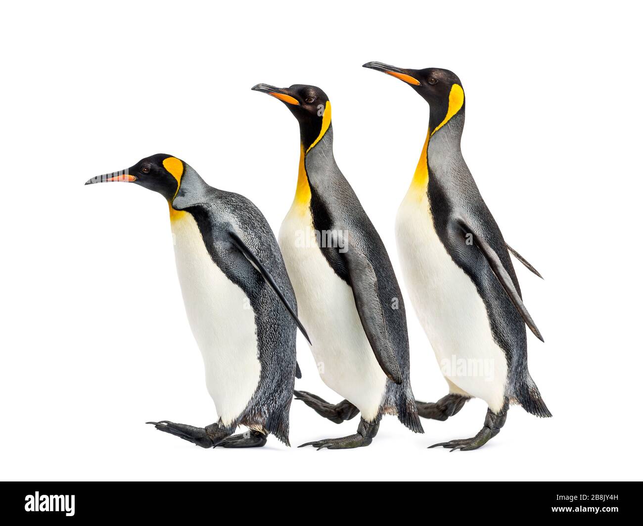 group of King penguins walking in a row, isolated Stock Photo - Alamy