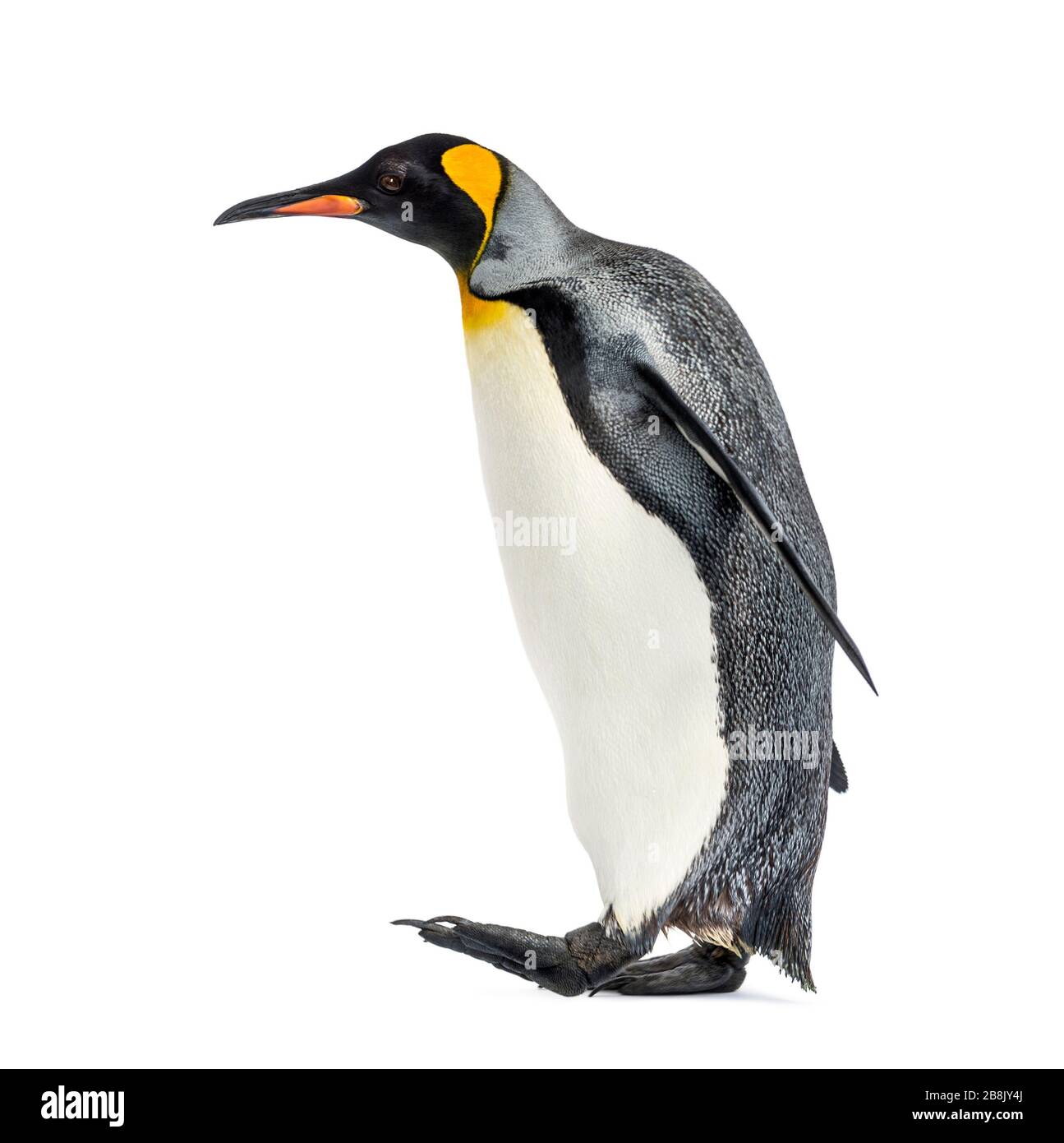 Side view of a king penguin walking, isolated on white Stock Photo - Alamy