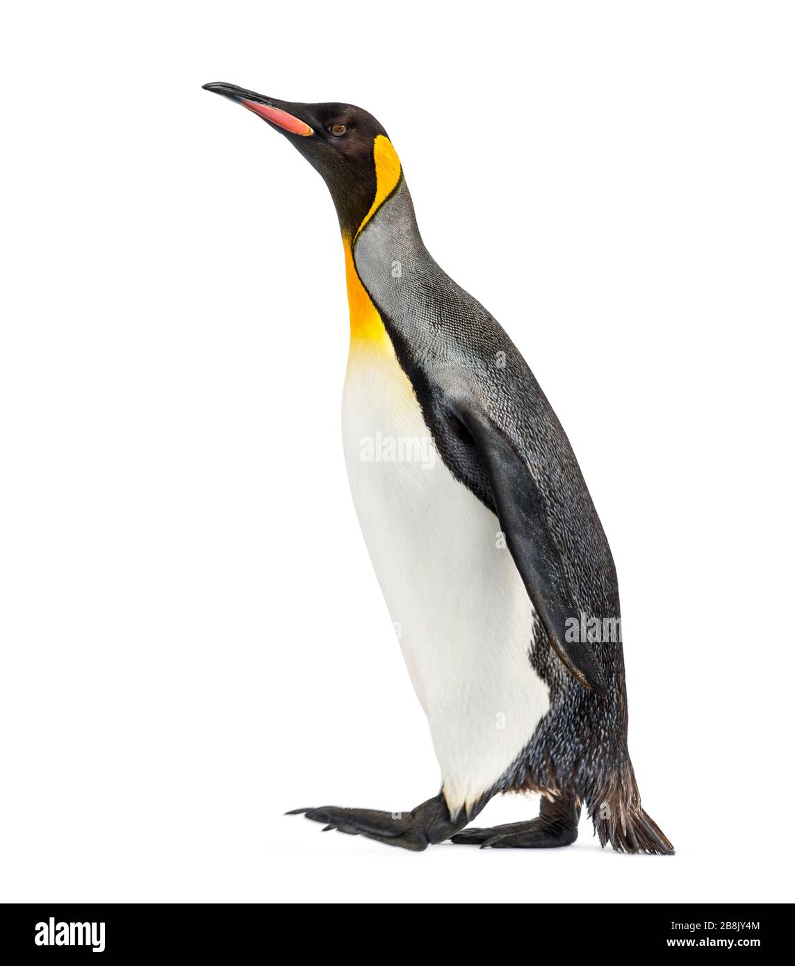 Side view of a king penguin walking, isolated on white Stock Photo - Alamy