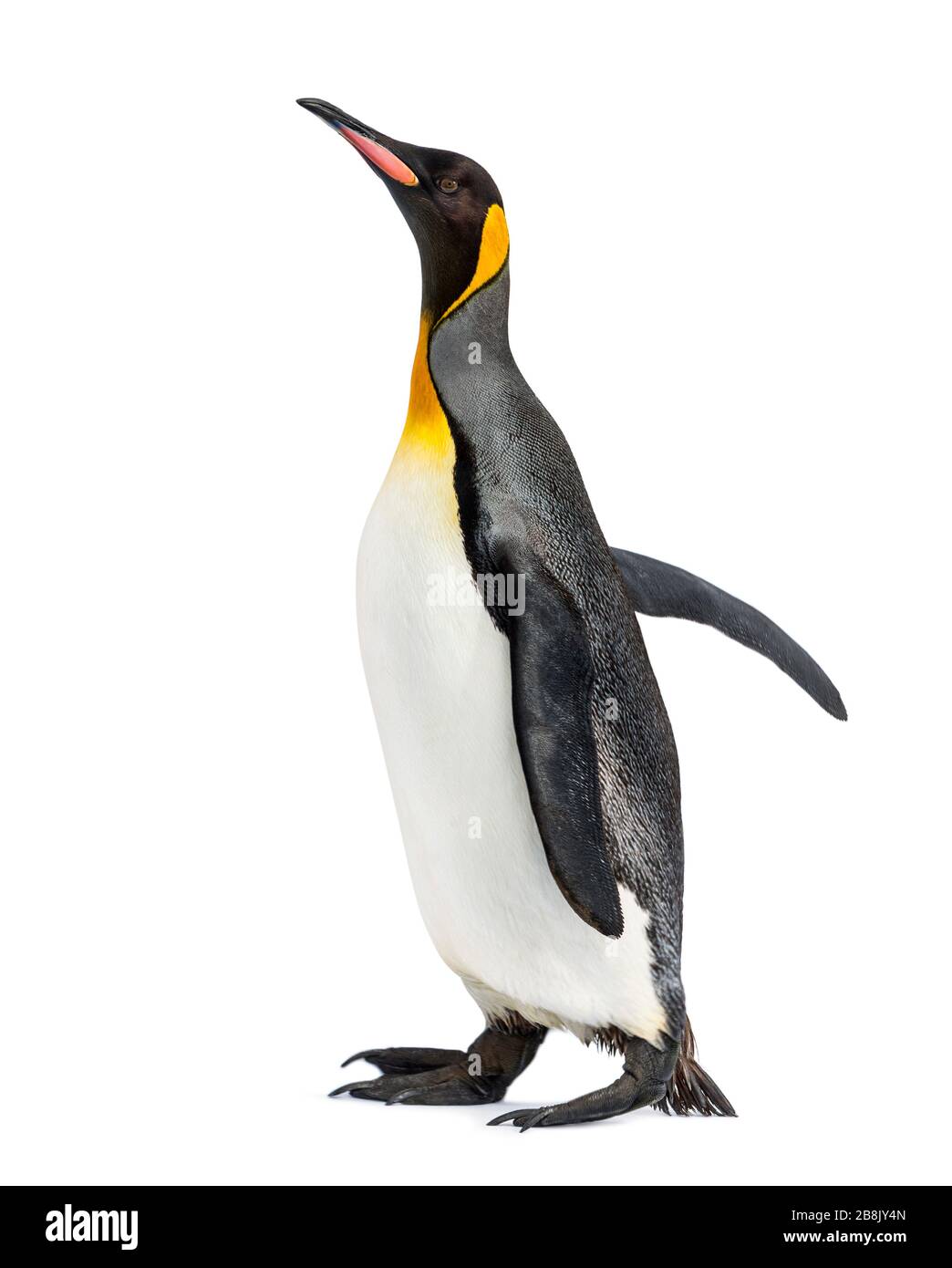 Side view of a king penguin walking, isolated on white Stock Photo - Alamy