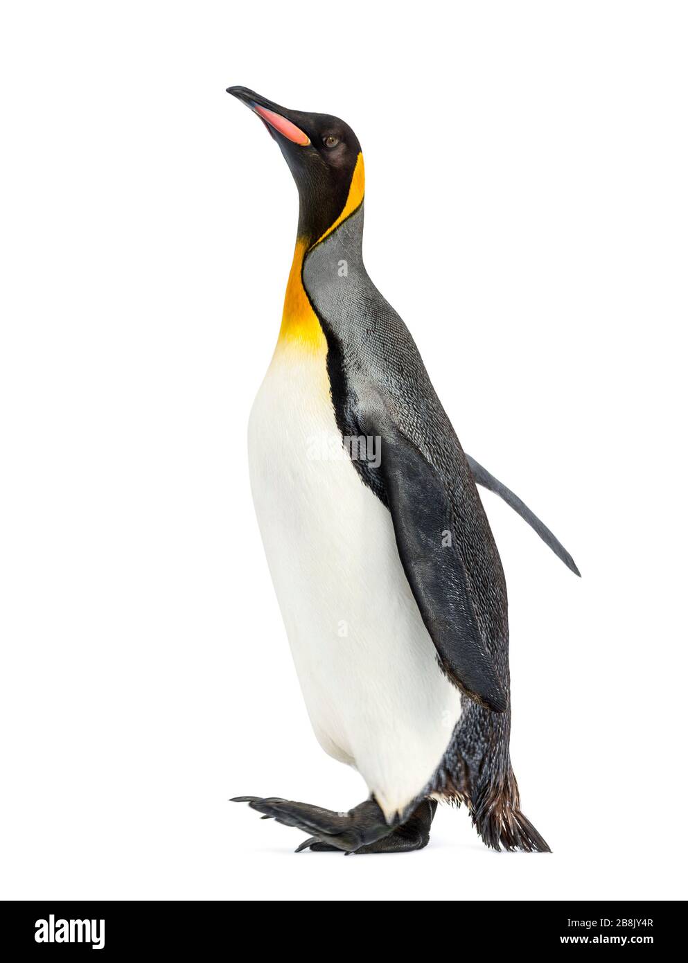 Side view of a king penguin walking, isolated on white Stock Photo - Alamy