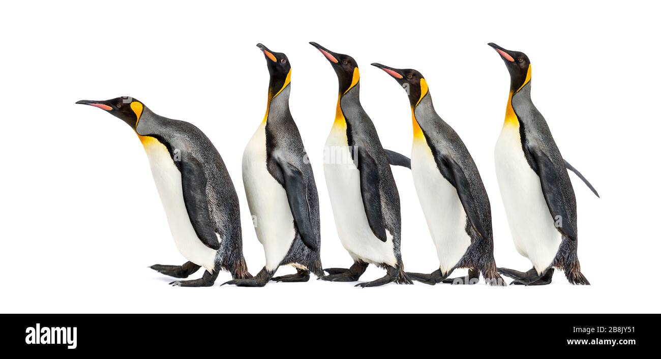 group of King penguins walking in a row, isolated Stock Photo - Alamy