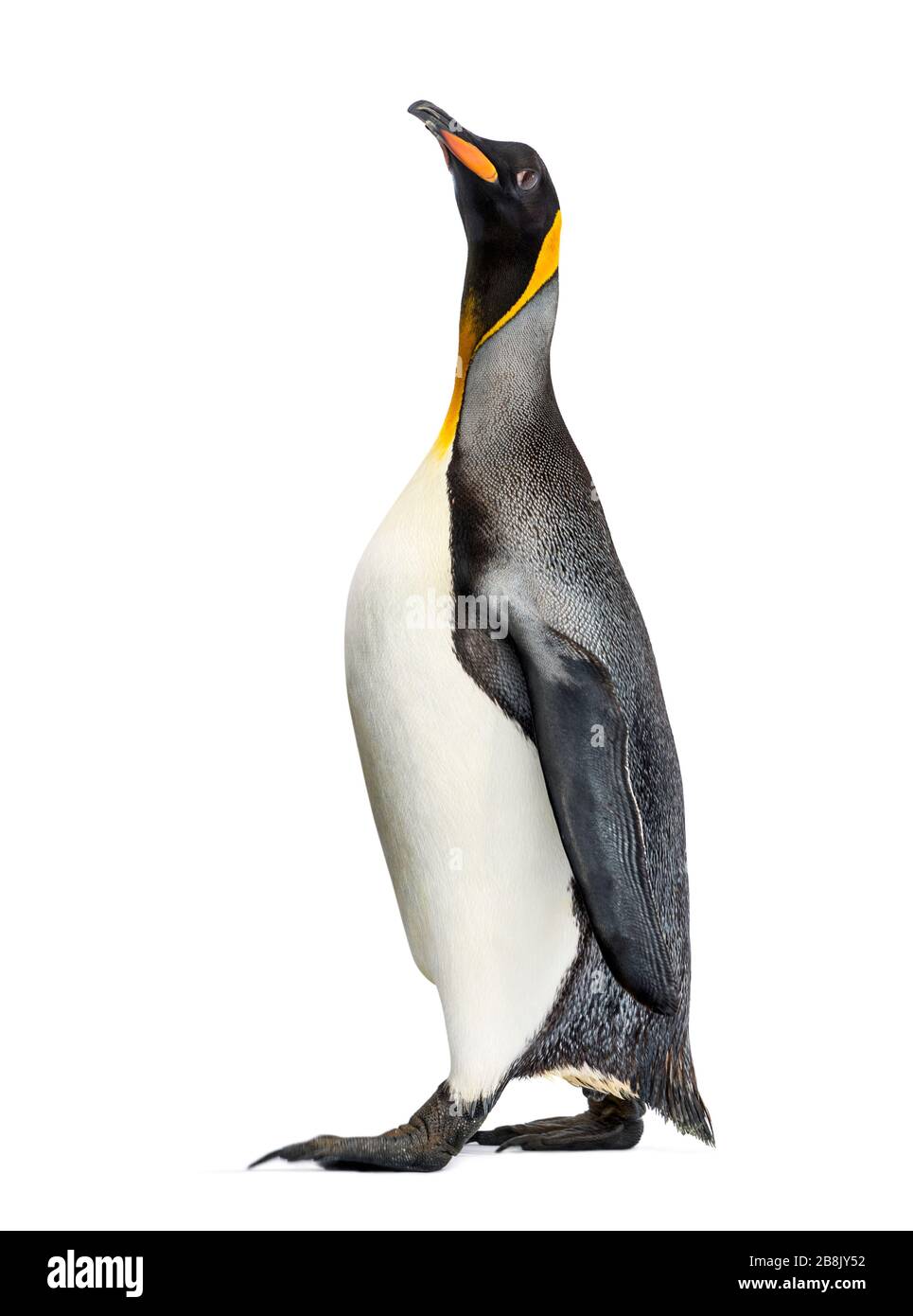 Side view of a king penguin walking, isolated on white Stock Photo - Alamy