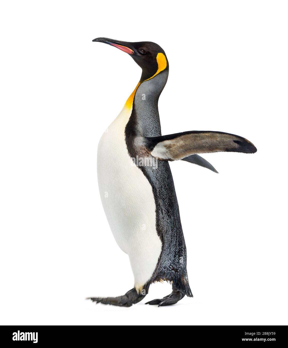 Side view of a king penguin walking, isolated on white Stock Photo - Alamy