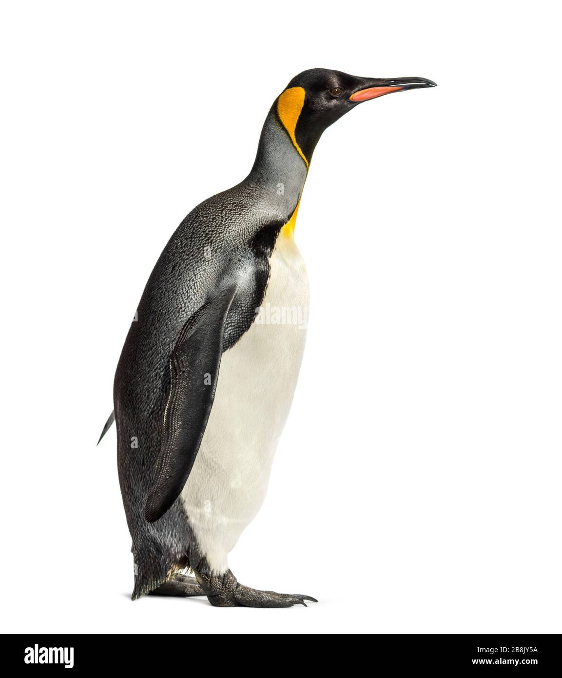 king penguin standing in front of a white background Stock Photo - Alamy