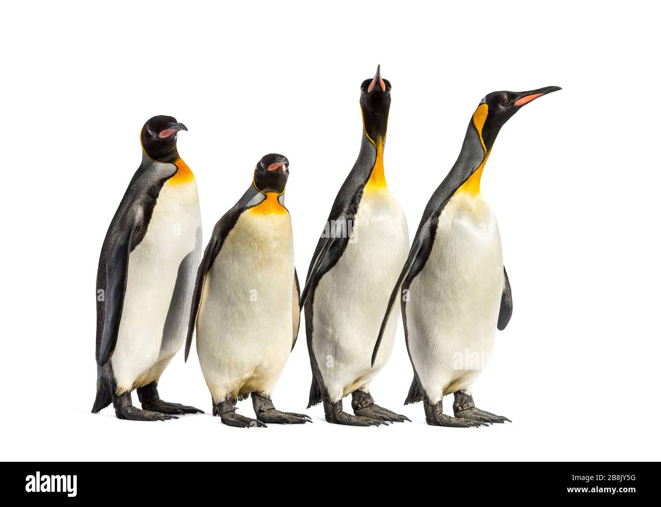 King penguins walking in a row, isolated Stock Photo - Alamy