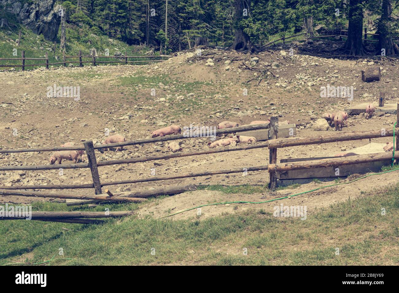 Pigs on a pig farm outdoor in animal friendly environment Stock Photo ...