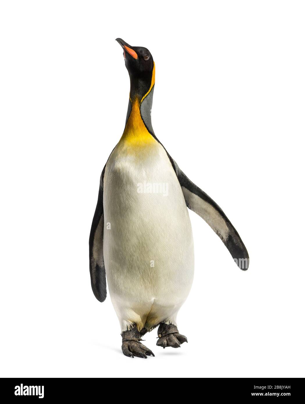Front view of a king penguin walking, isolated on white Stock Photo - Alamy
