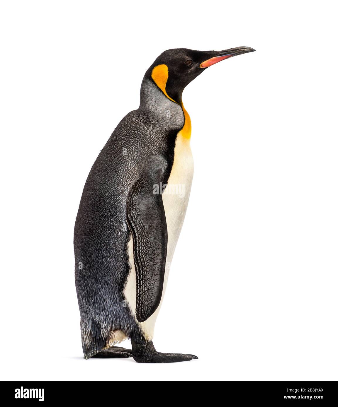 king penguin standing in front of a white background Stock Photo - Alamy