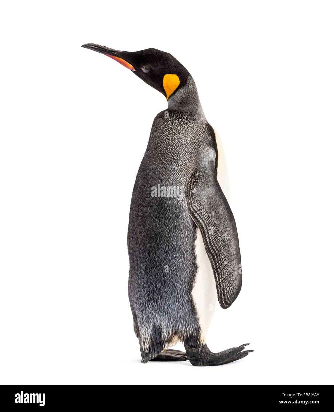 Back view of a king penguin isolated on white Stock Photo - Alamy