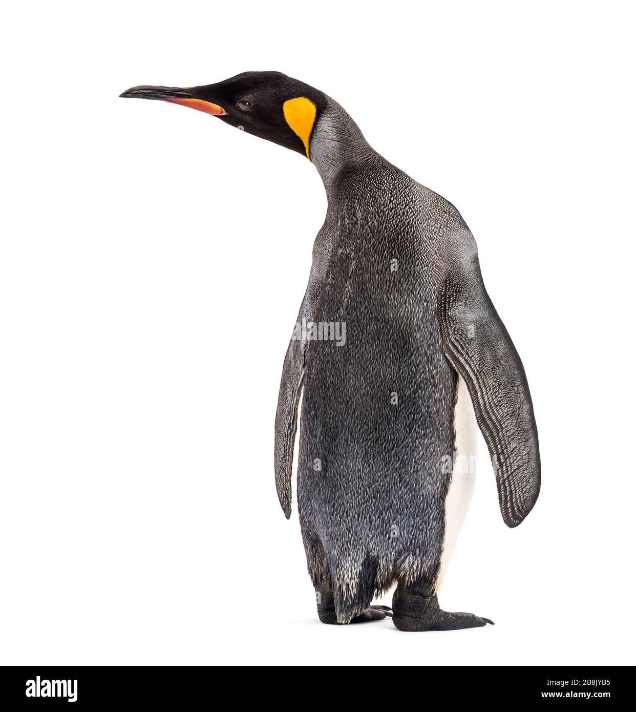 Back view of a king penguin isolated on white Stock Photo - Alamy