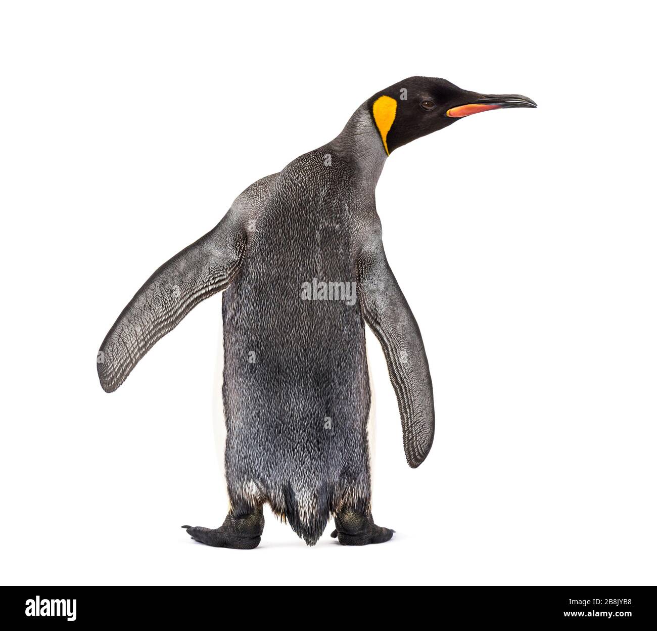 Back view of a king penguin isolated on white Stock Photo - Alamy