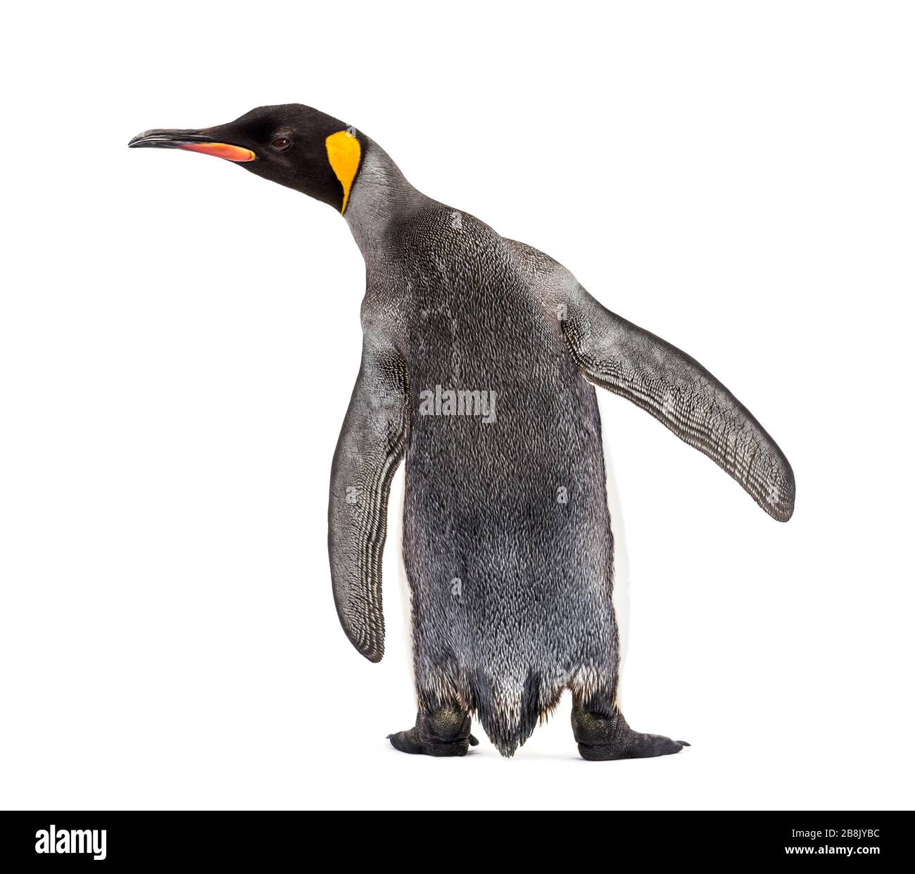 Back view of a king penguin isolated on white Stock Photo - Alamy