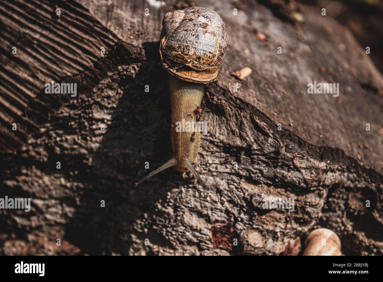 Macro photo of a garden snail climbing down a cut tree known Helix ...