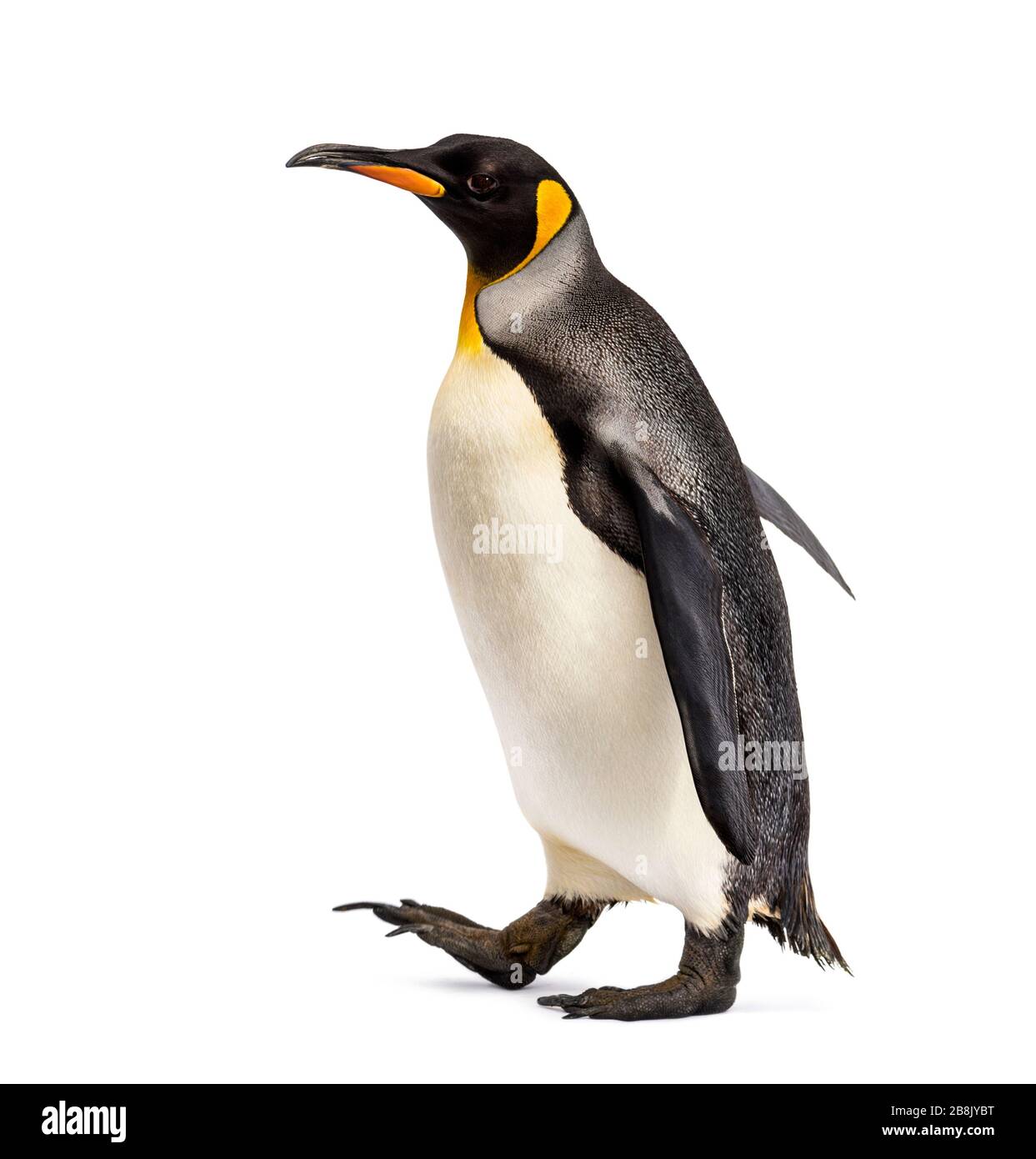 Side view of a king penguin walking, isolated on white Stock Photo - Alamy