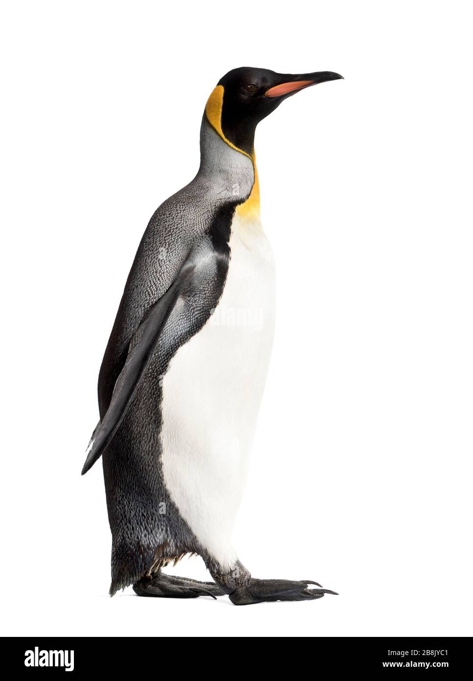 Side view of a king penguin walking, isolated on white Stock Photo - Alamy