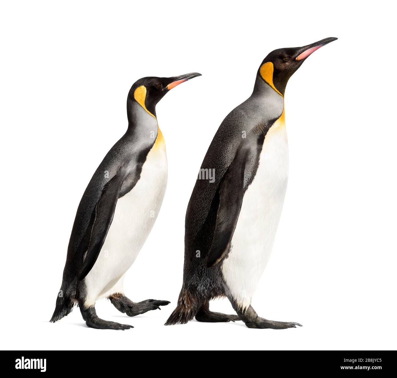 Side view of a king penguin walking, isolated on white Stock Photo - Alamy