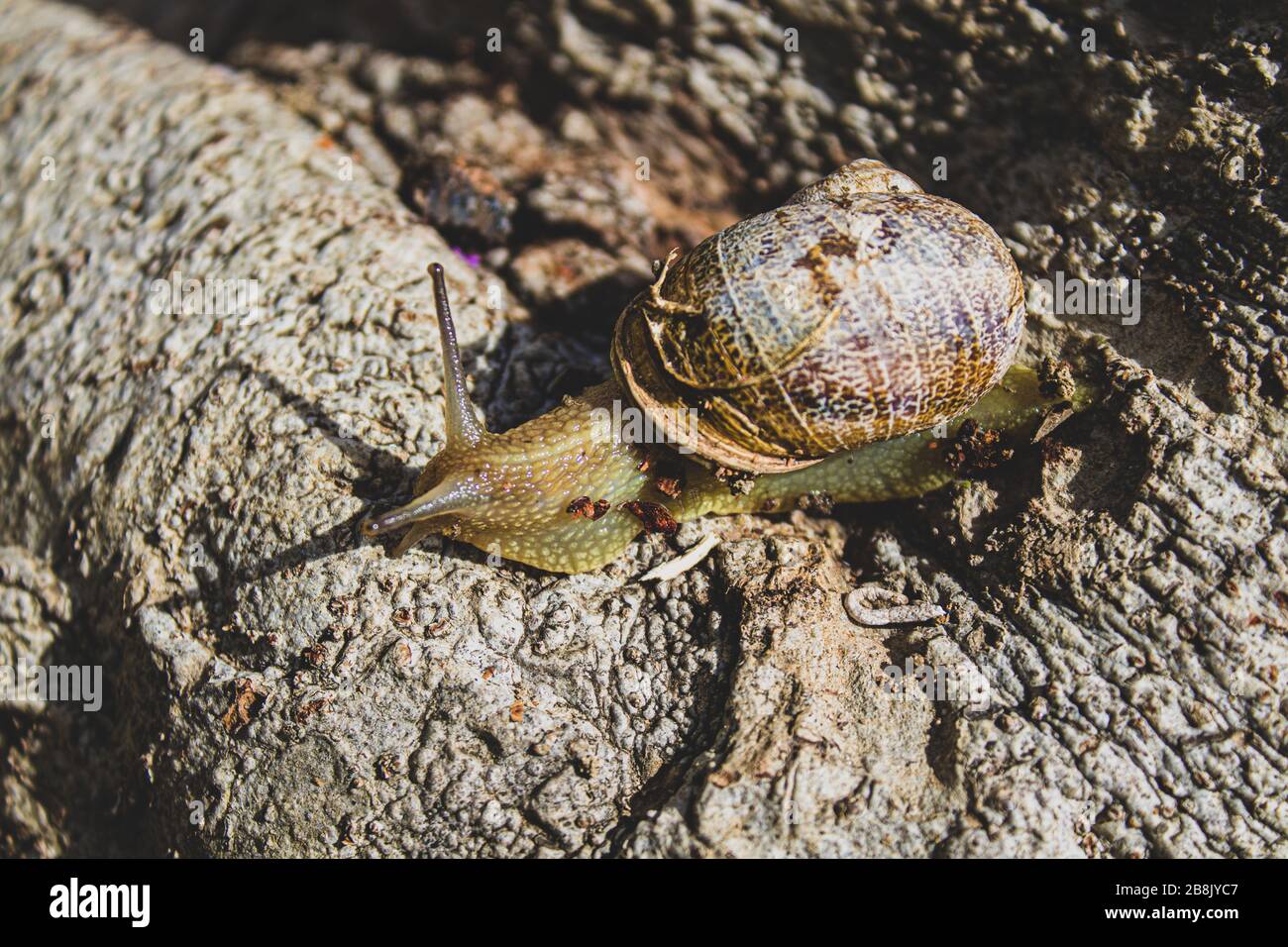 Macro photo of a garden snail looking at its shade under a bright sun ...