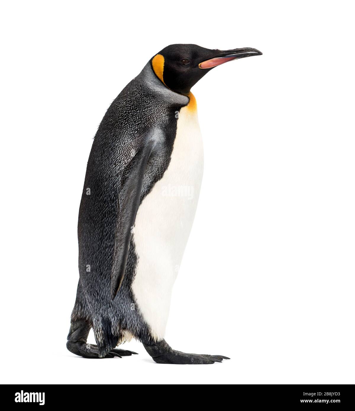 Penguin side view Cut Out Stock Images & Pictures - Alamy