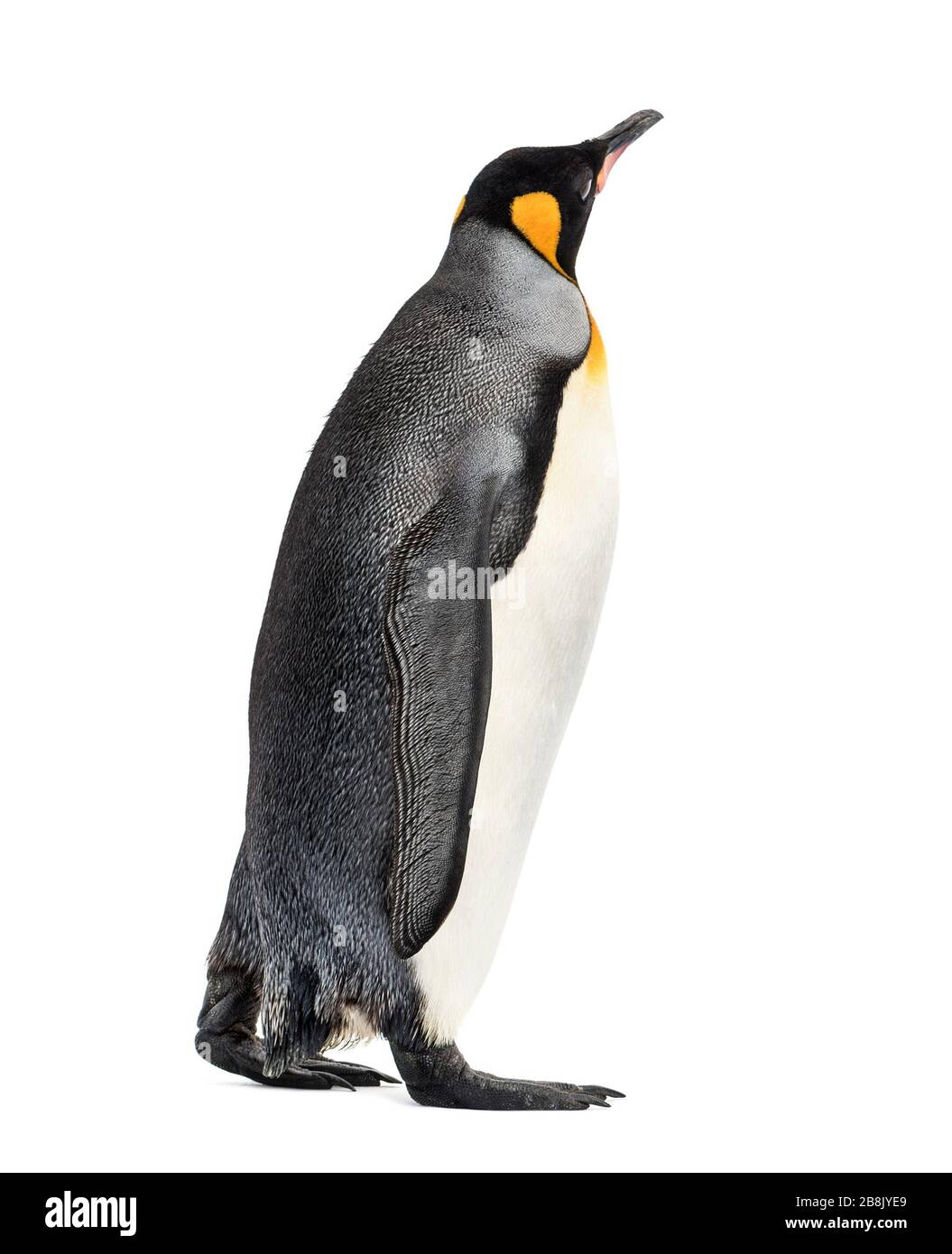 Side view of a king penguin walking, isolated on white Stock Photo - Alamy