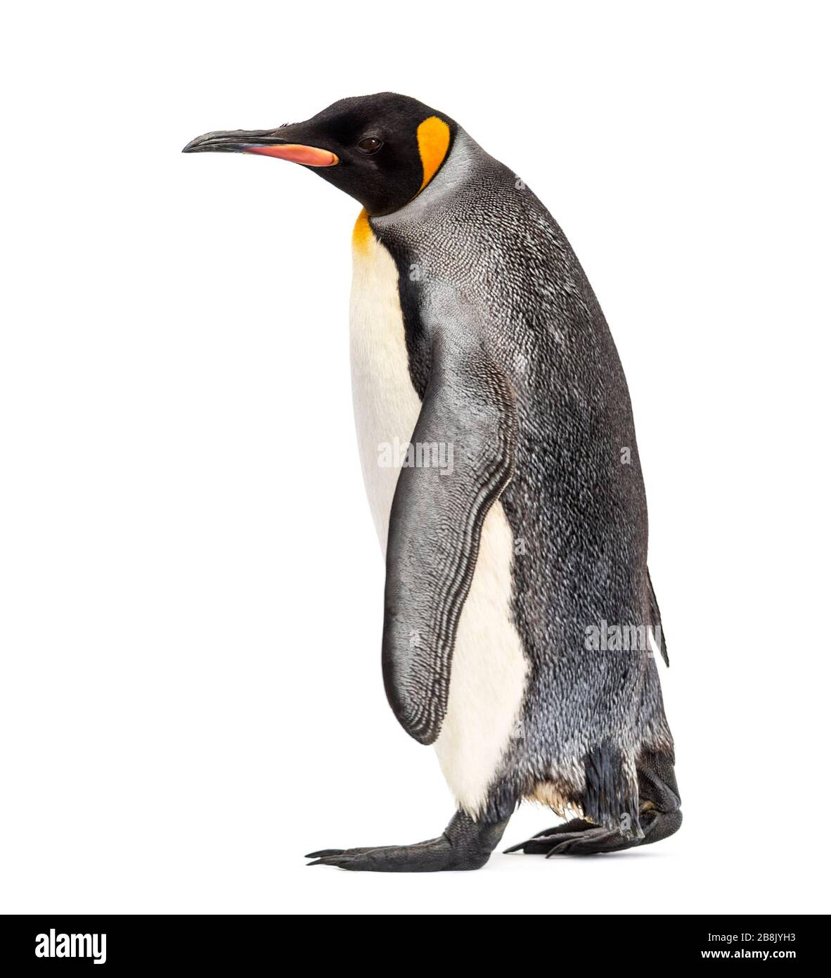 Side view of a king penguin walking, isolated on white Stock Photo - Alamy