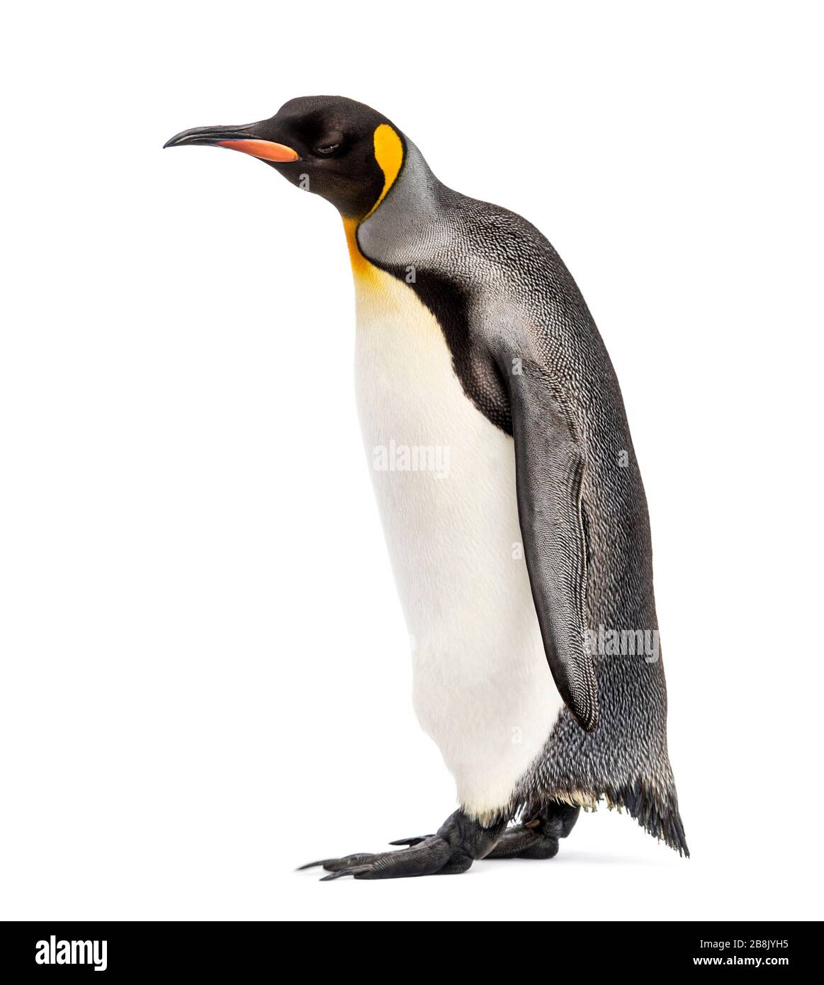 king penguin standing in front of a white background Stock Photo - Alamy